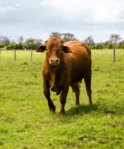 Embryo Transfer In Cattle In Roland, IA | Roland Veterinary Clinic